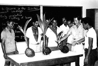 The History of the Florida Coconut and Palm tree | Cooky Coconuts