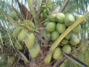 The different types of coconut trees | Cooky Coconuts